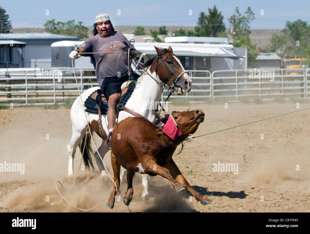 Heeler team roper in action at the rodeo held during the annual Indian ...