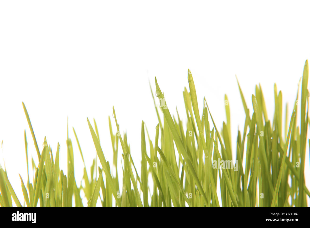 green grass on the white background Stock Photo - Alamy