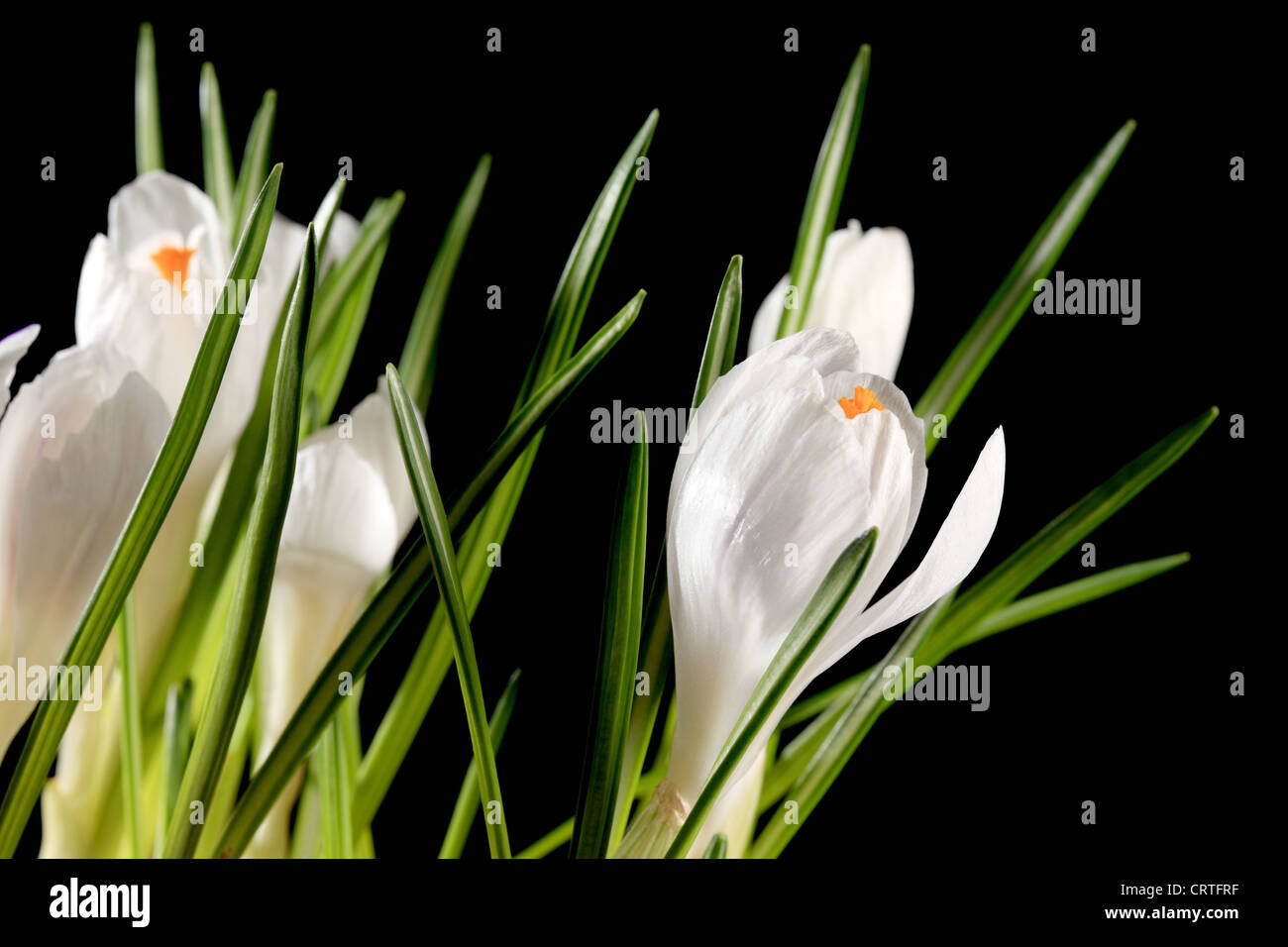 Jenne hi-res stock photography and images - Alamy