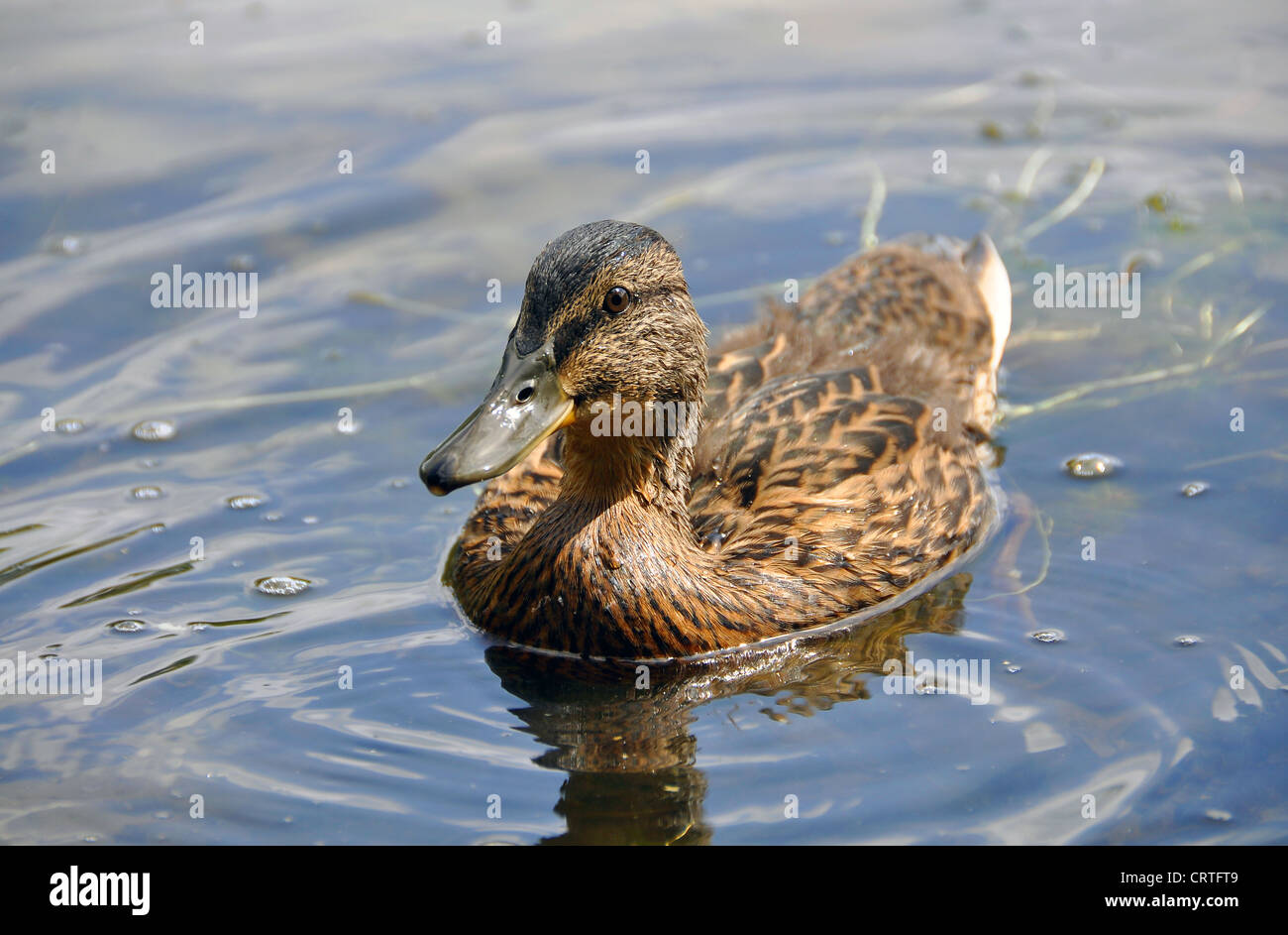 wild female duck in water Stock Photo - Alamy