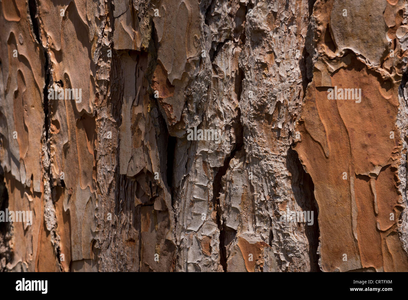 Pine trunk texture. Shallow focus. This tree is about 120 years old ...