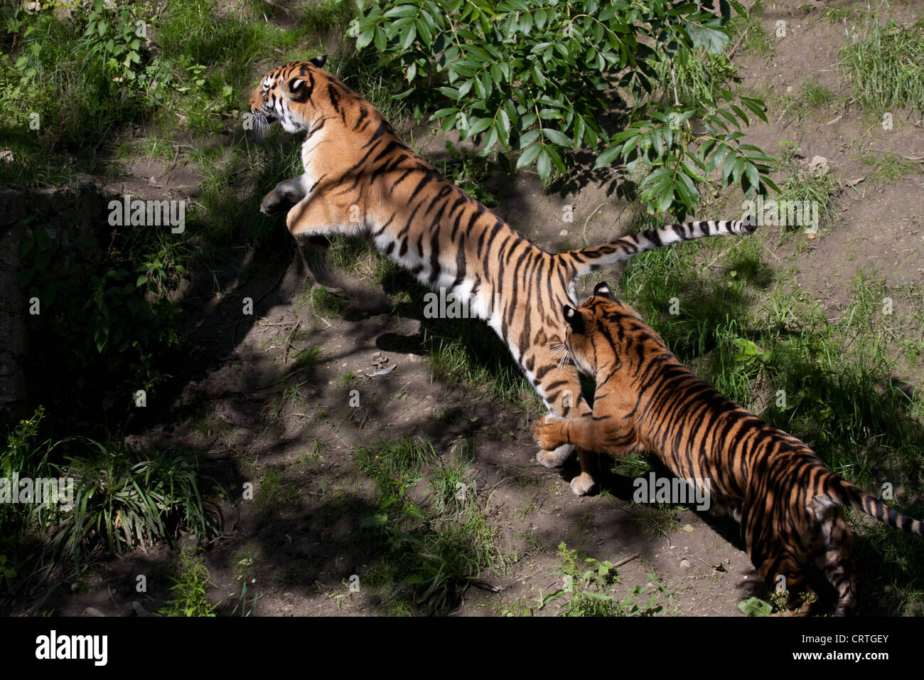 Tiger chase not hunting not hunt hi-res stock photography and images ...