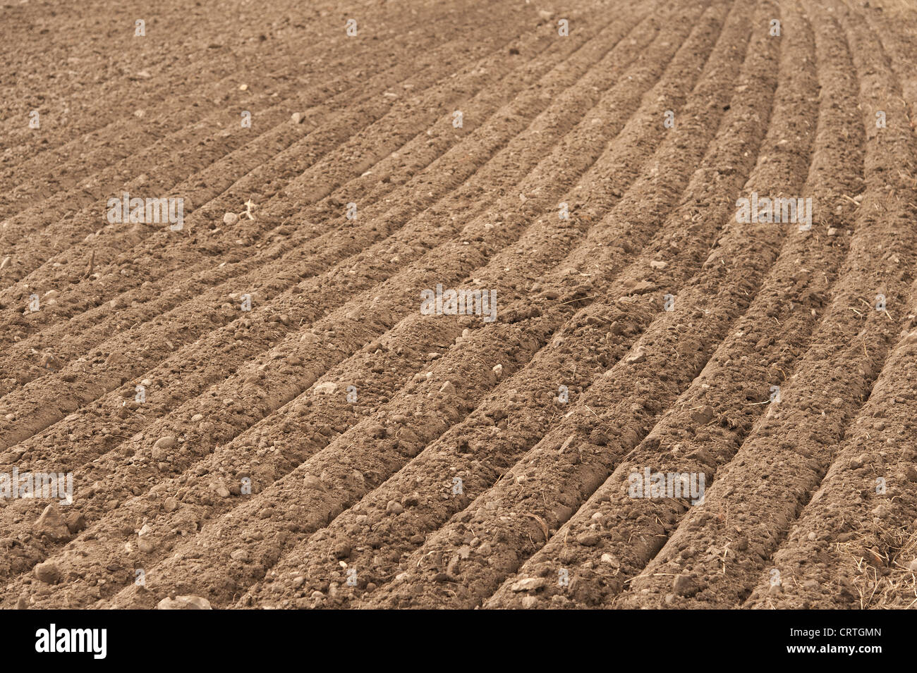 Ploughed field in Autumn ready for sowing spring crop rich loom soil ...