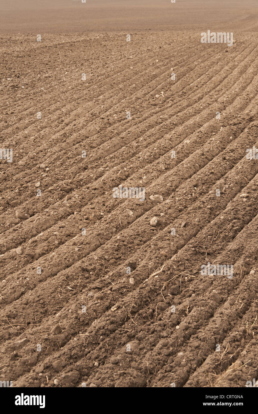 Ploughed field in Autumn ready for sowing spring crop rich loom soil ...