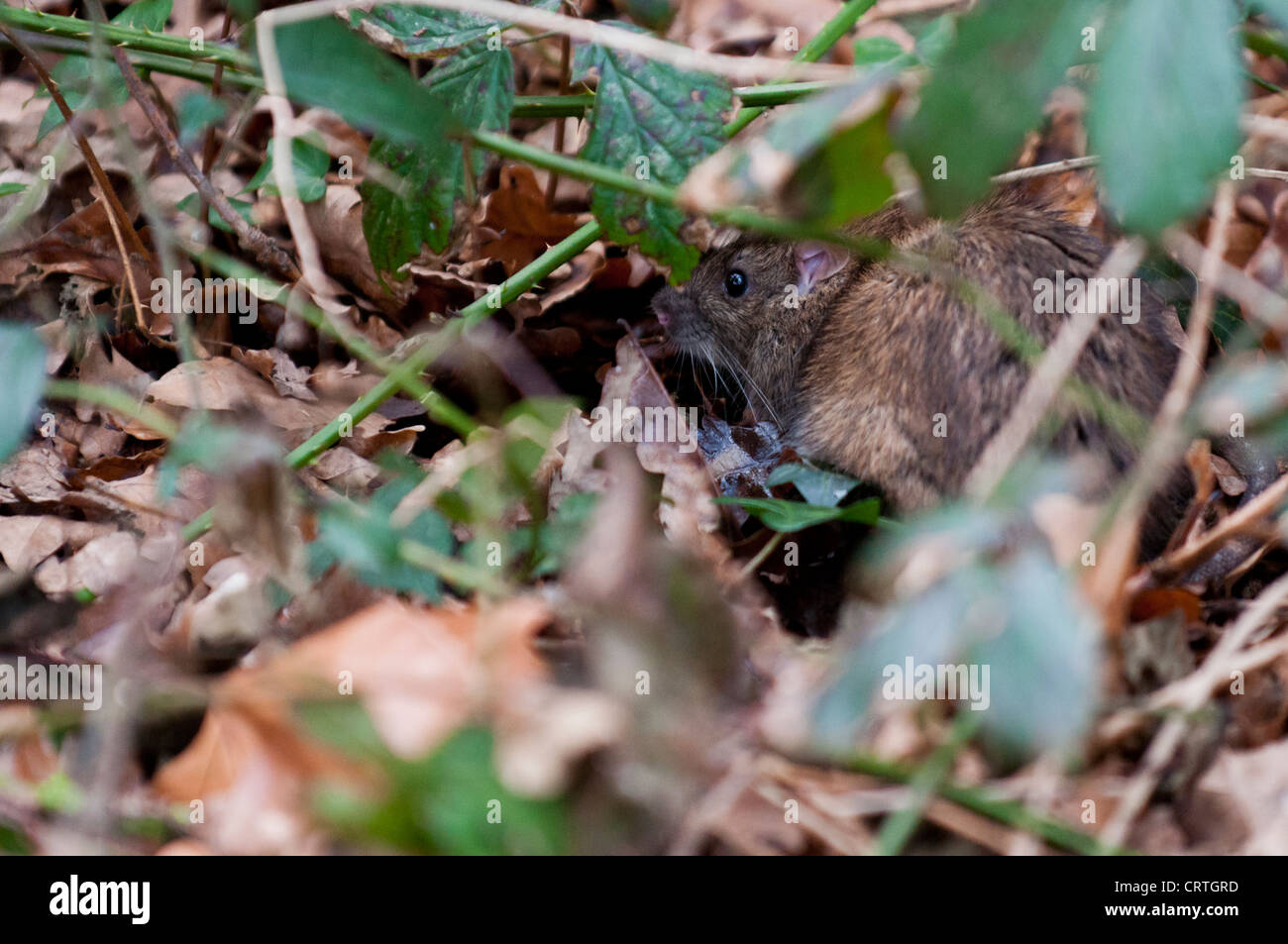 Green sea turtle tracks Stock Photo - Alamy