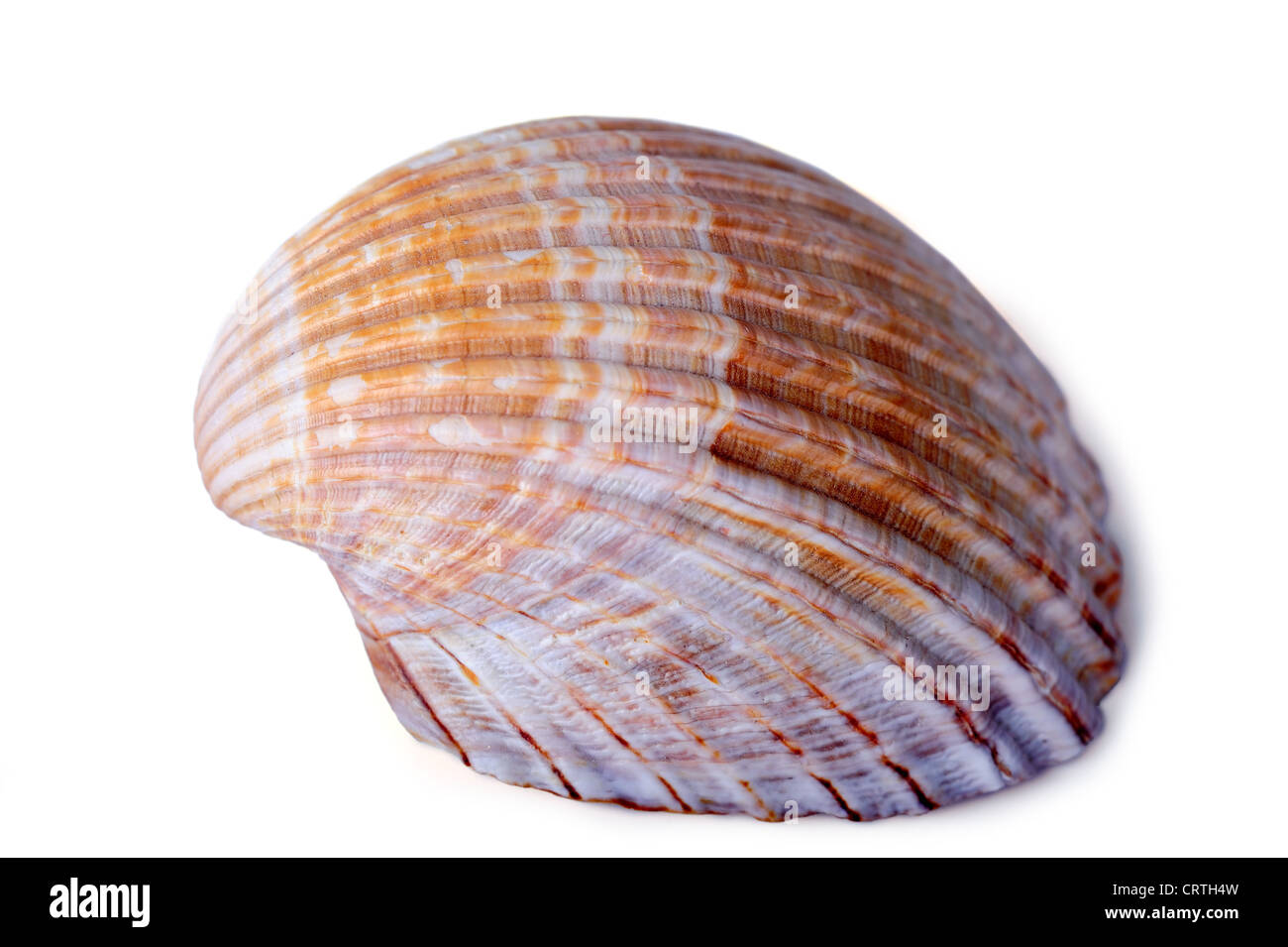 Beautiful sea shell isolated on a white background Stock Photo - Alamy