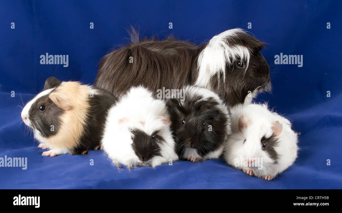 Guinea pig family Stock Photo - Alamy