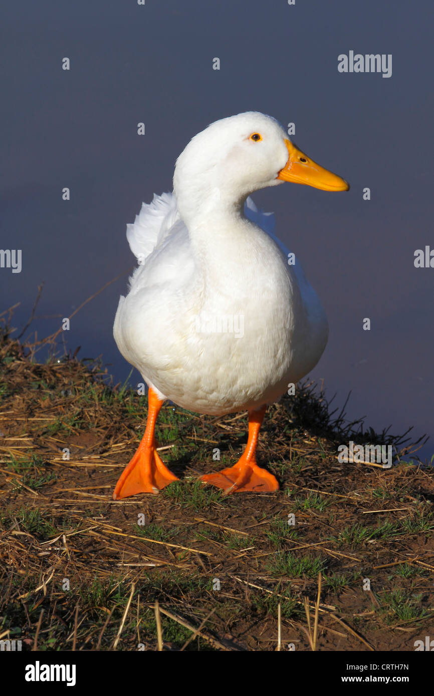 Peking white duck Stock Photo - Alamy