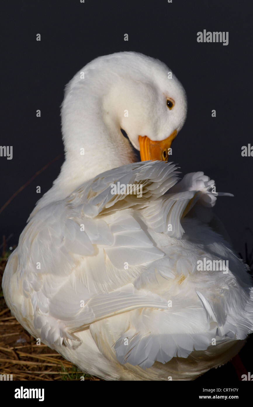 White peking hi-res stock photography and images - Alamy