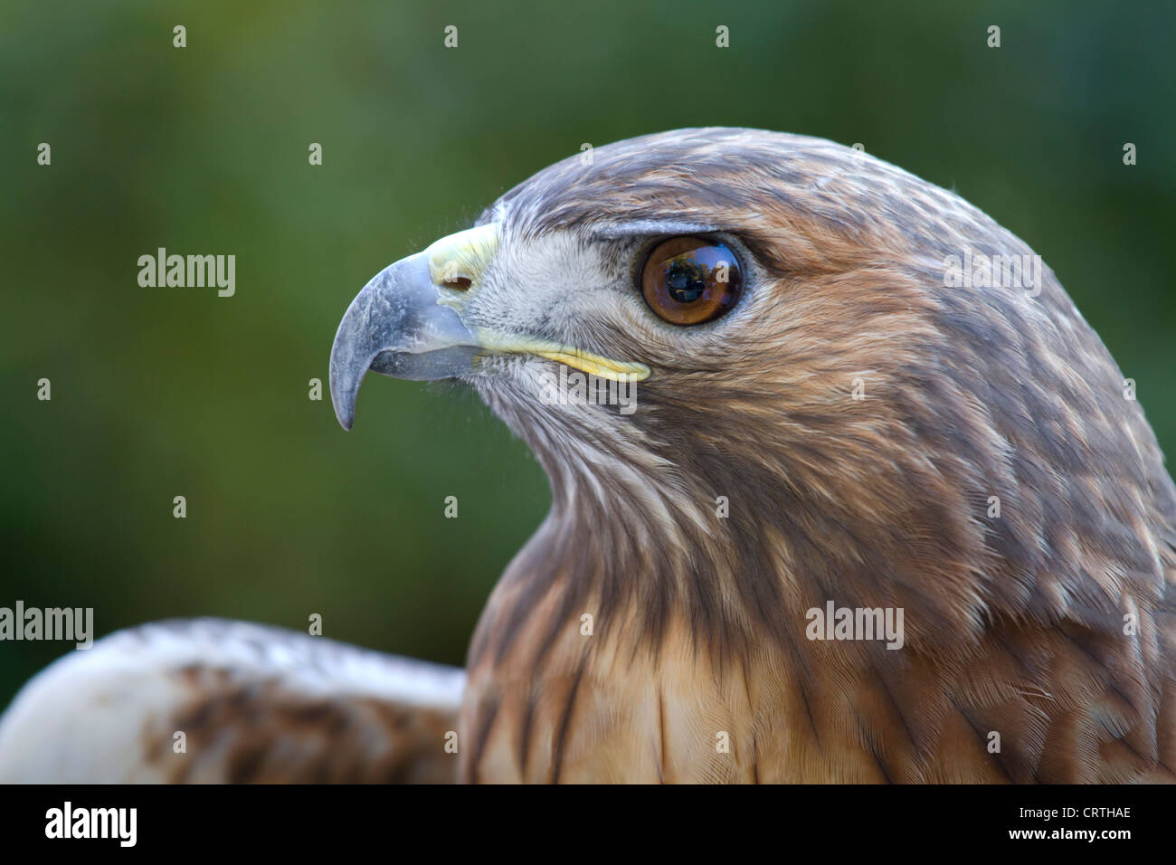 Broad winged hawk hi-res stock photography and images - Alamy