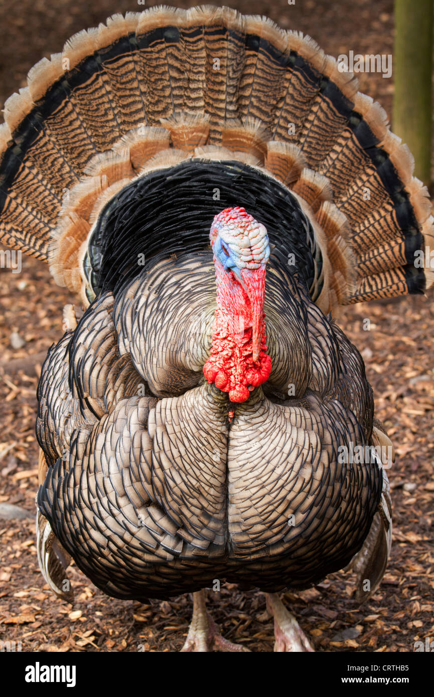 Turkey close up Stock Photo - Alamy