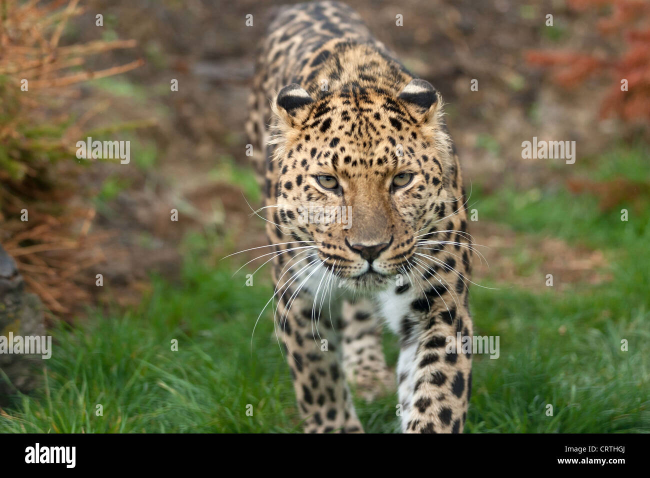 Amur leopard nature hi-res stock photography and images - Alamy Amur leopard nature hi-res stock photography and images - Alamy