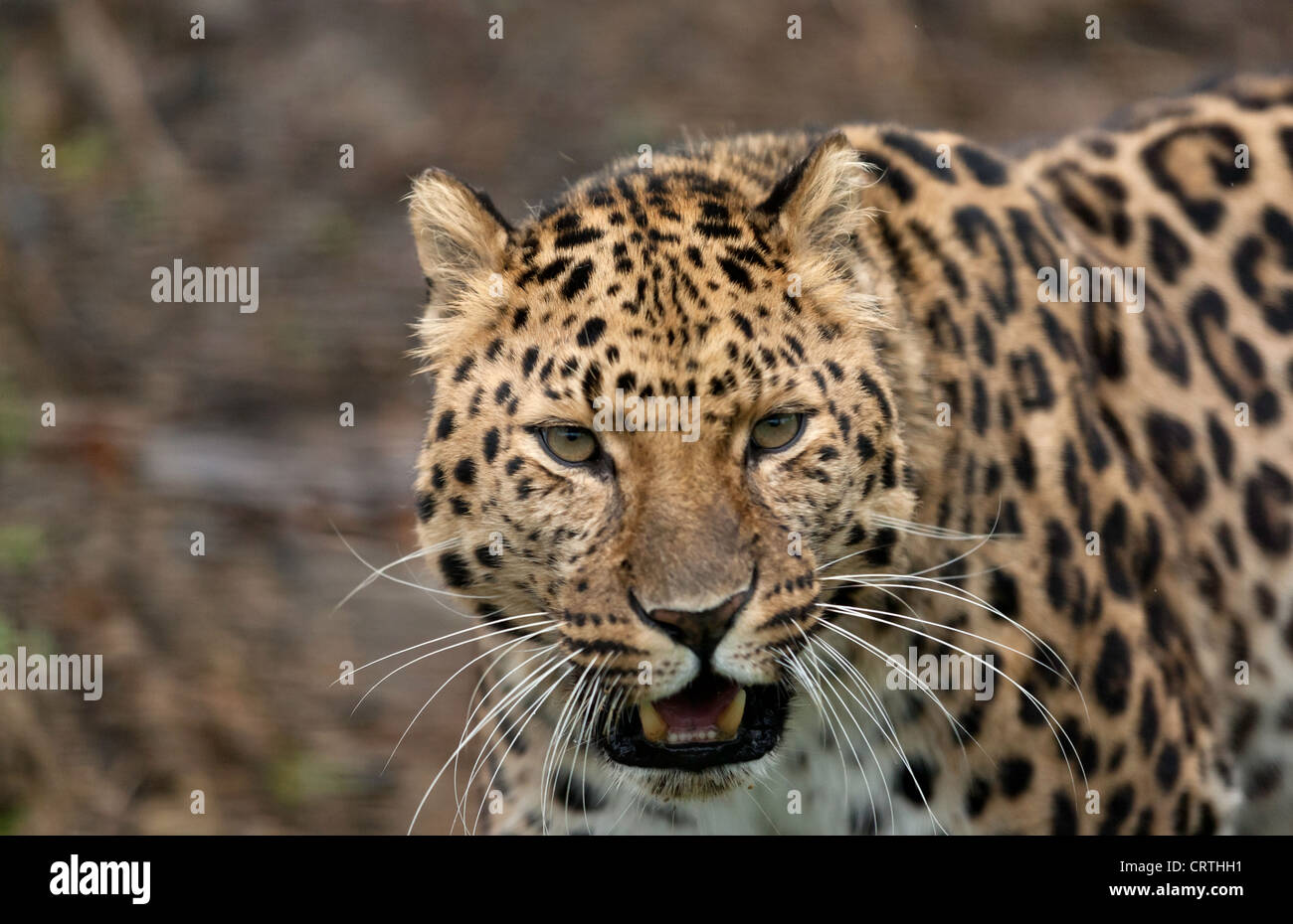 Amur leopard wild animal hi-res stock photography and images - Alamy