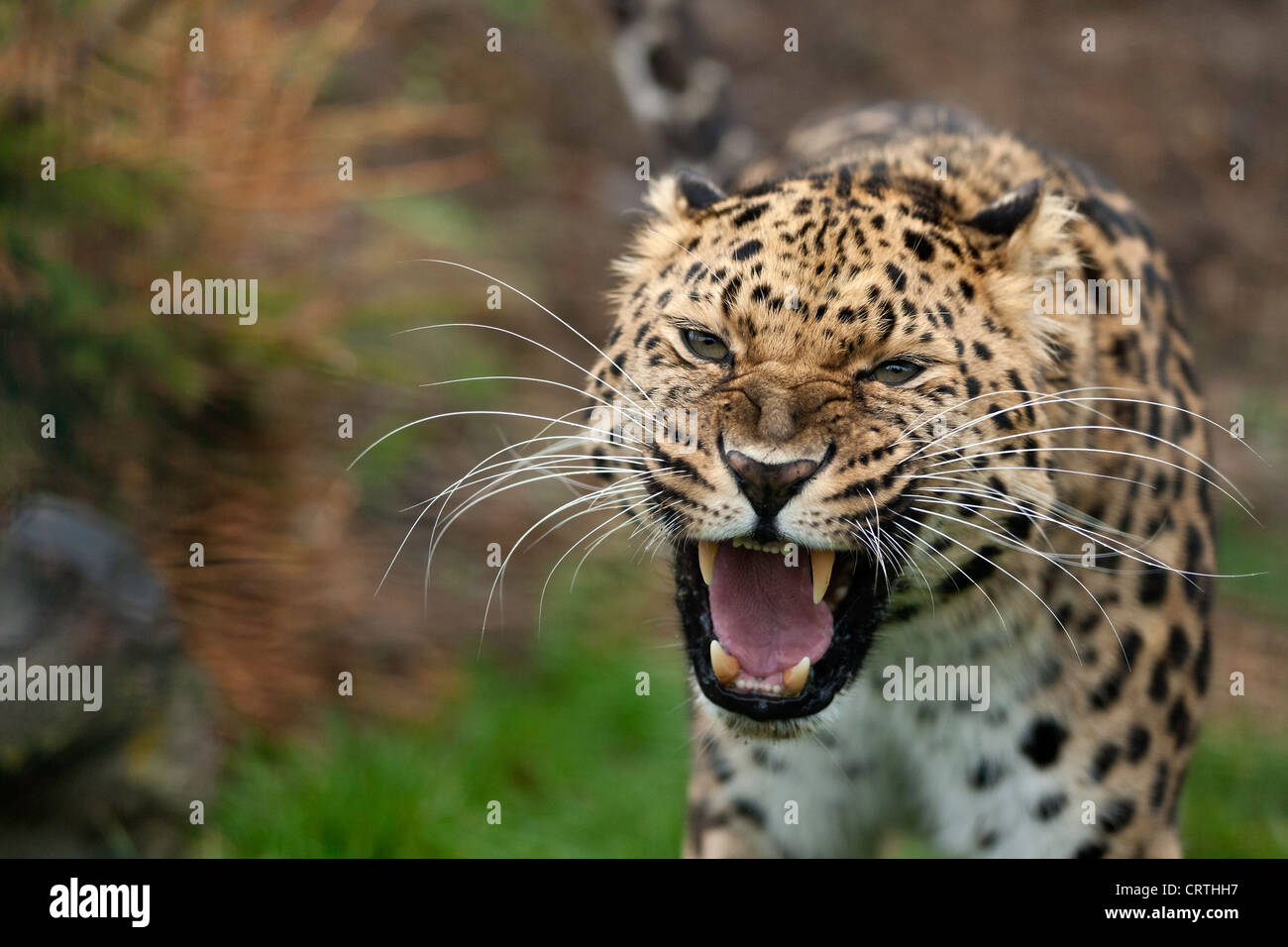 Amur Leopard snarling Stock Photo - Alamy