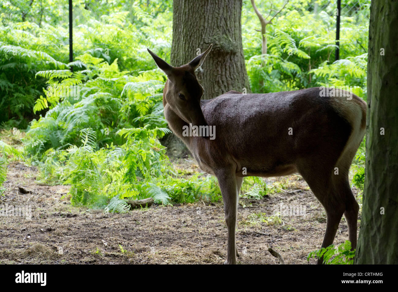 Deer paradise hi-res stock photography and images - Alamy