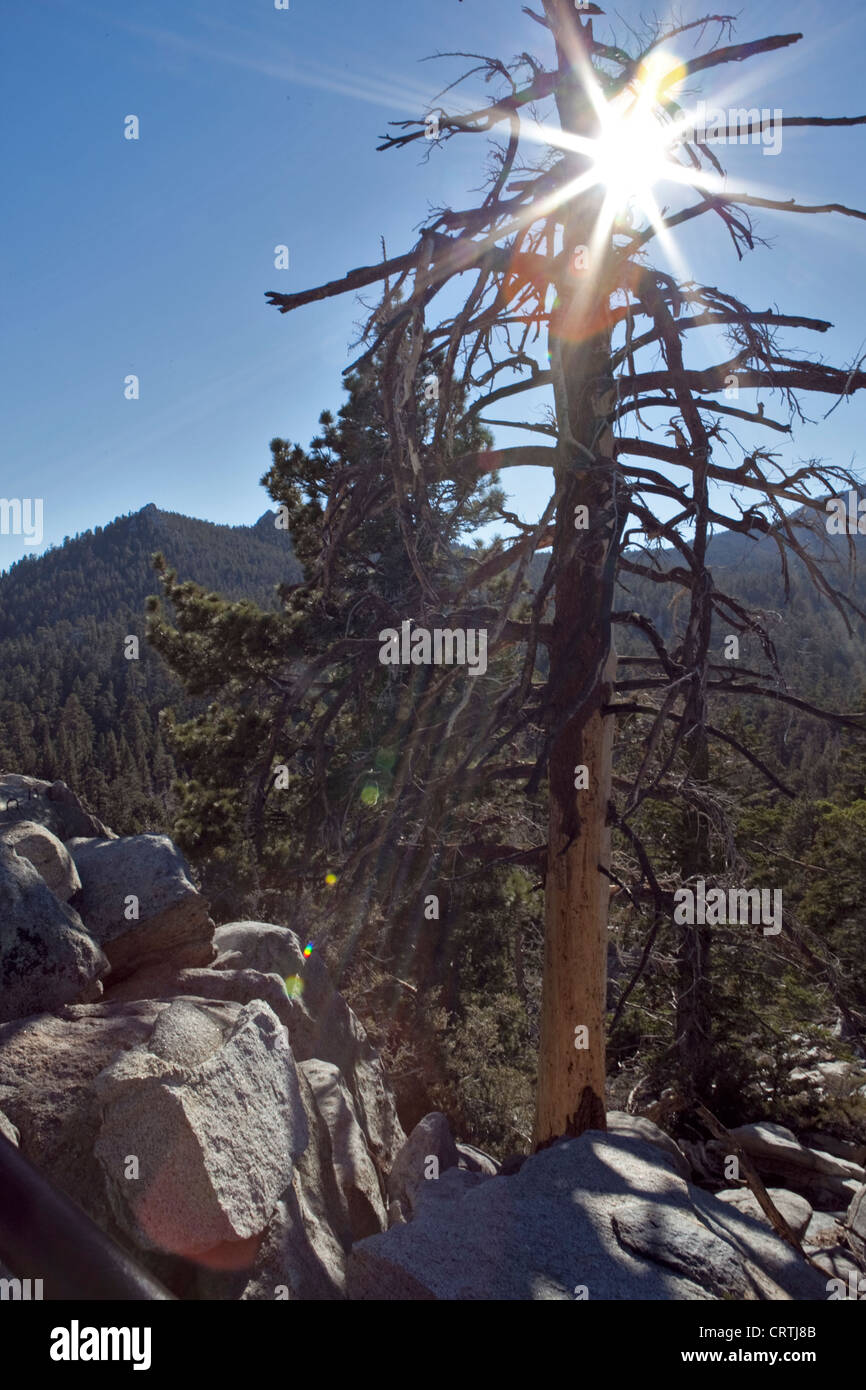 Sun burst through tree hi-res stock photography and images - Alamy