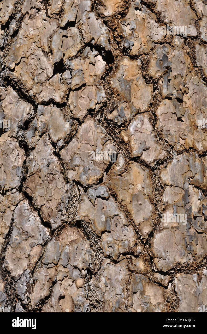 Red pine bark pattern hi-res stock photography and images - Alamy