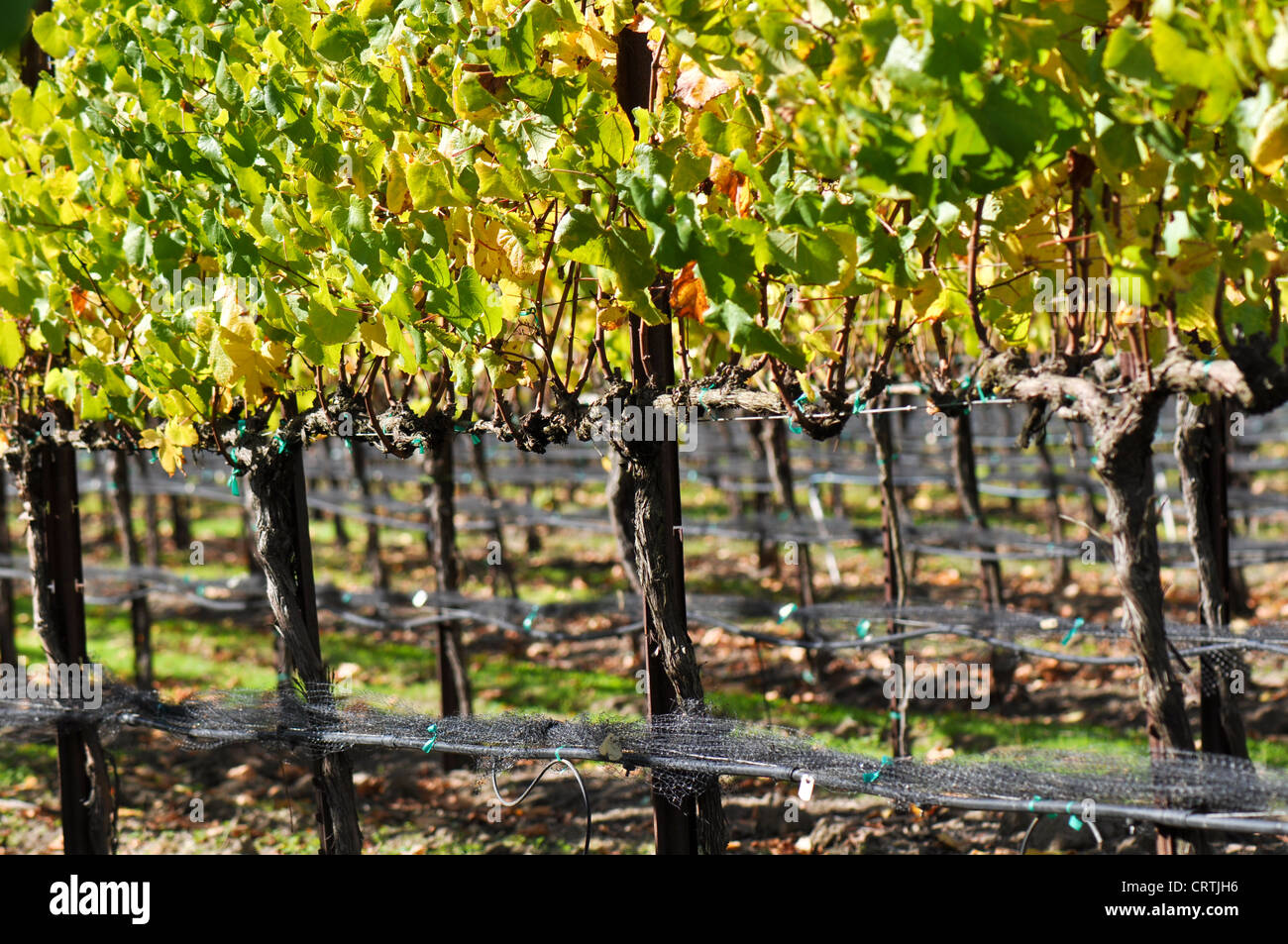 Vineyard fall colors in california hi-res stock photography and images ...