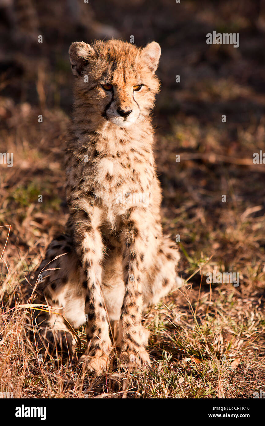 Wild Cheetah Cub Stock Photo - Alamy