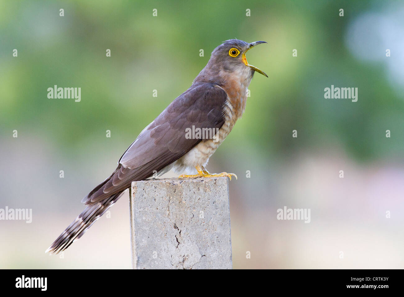 The singing hawk hi-res stock photography and images - Alamy