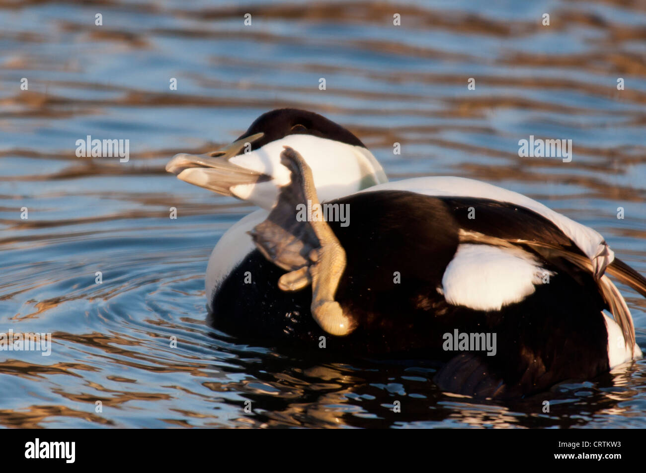 Eider goose hi-res stock photography and images - Alamy