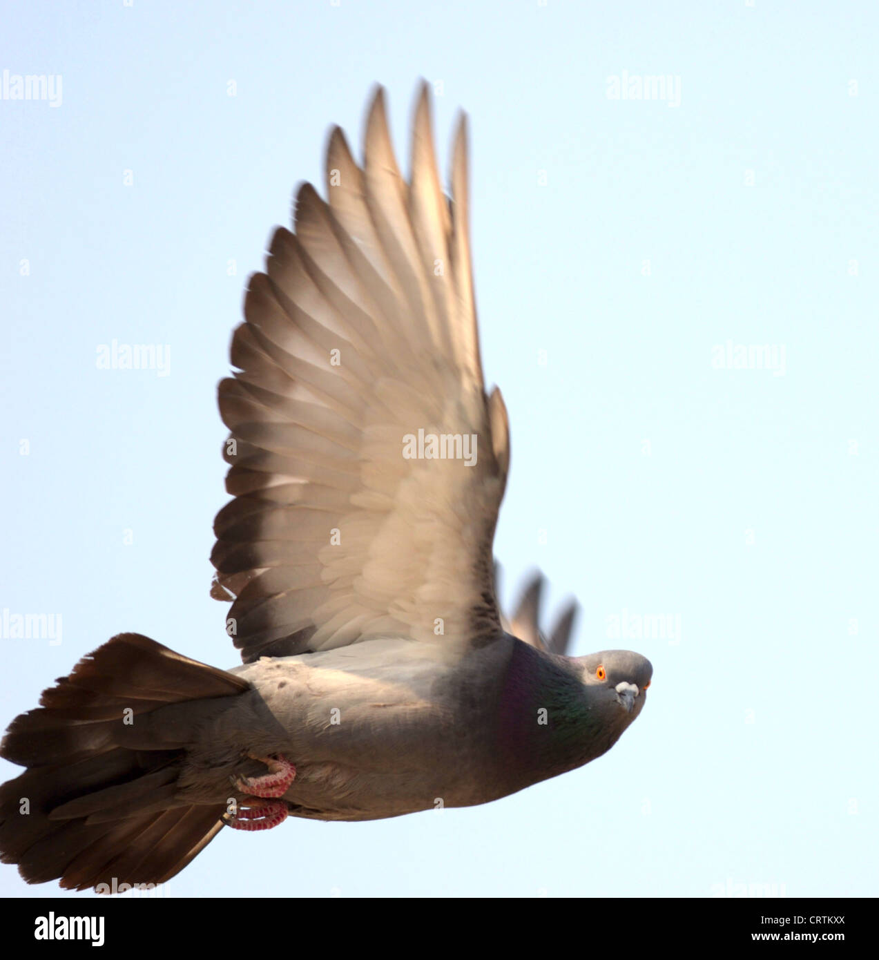 Flying Dove High Resolution Stock Photography and Images - Alamy