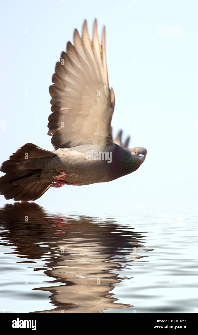 Flying Dove High Resolution Stock Photography and Images - Alamy