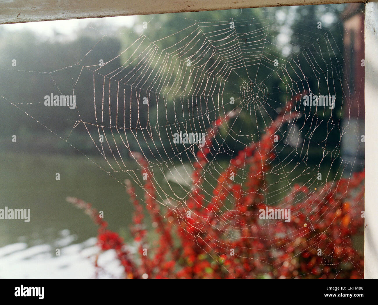 Spider web with morning dew at a castle in Muensterland Stock Photo - Alamy