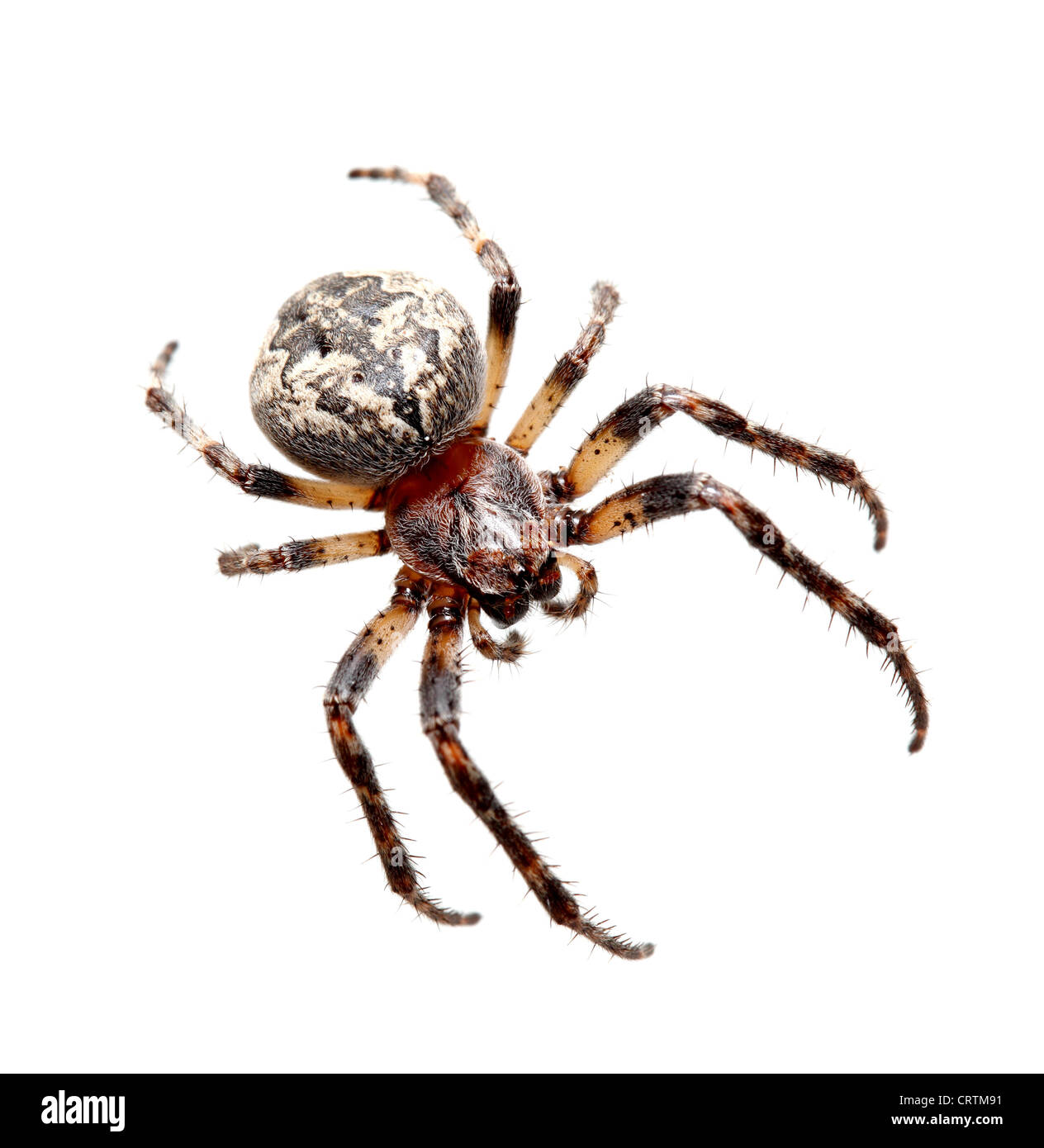 Garden spider on the white background, (Araneidae Stock Photo - Alamy