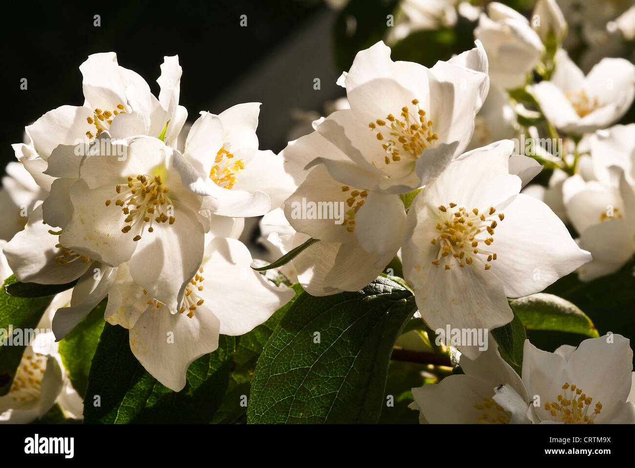 Closeup white philadelphus flowers hi-res stock photography and images ...