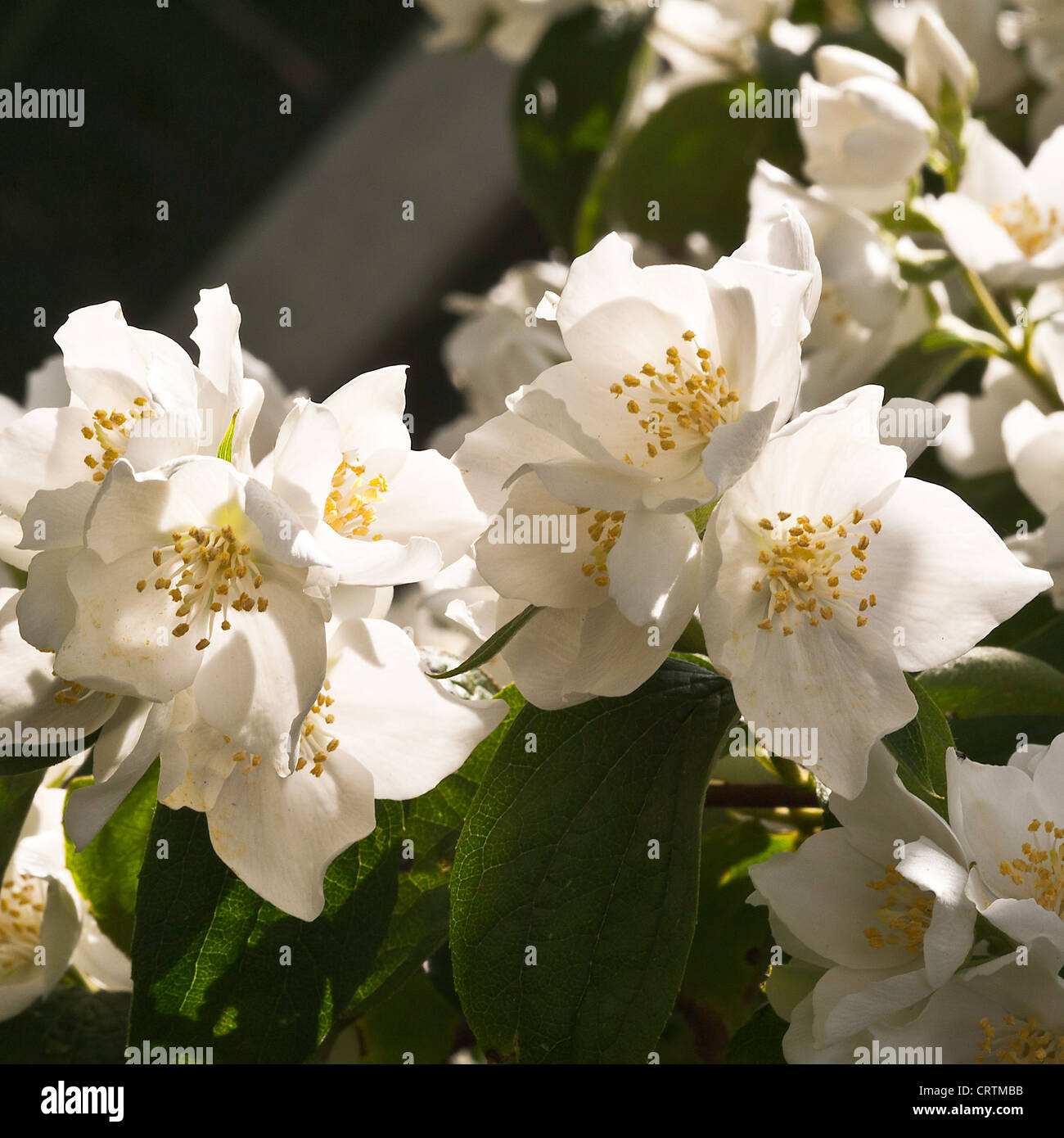 Closeup White Philadelphus Flowers High Resolution Stock Photography ...