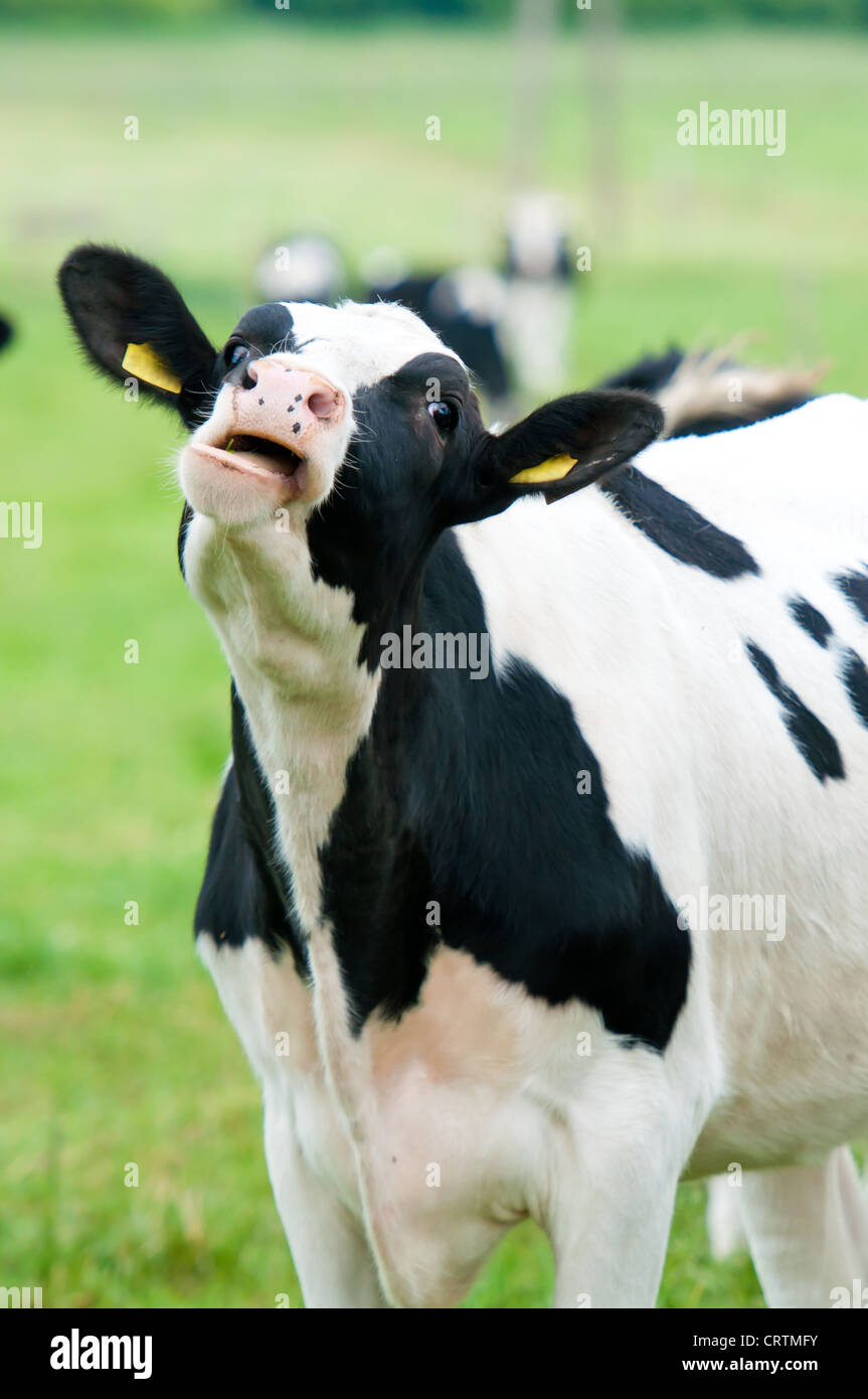 cow in the pasture Stock Photo - Alamy
