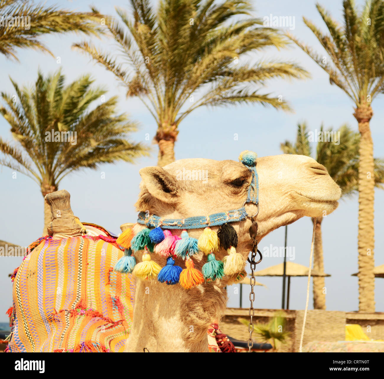 camel on the beach Stock Photo - Alamy