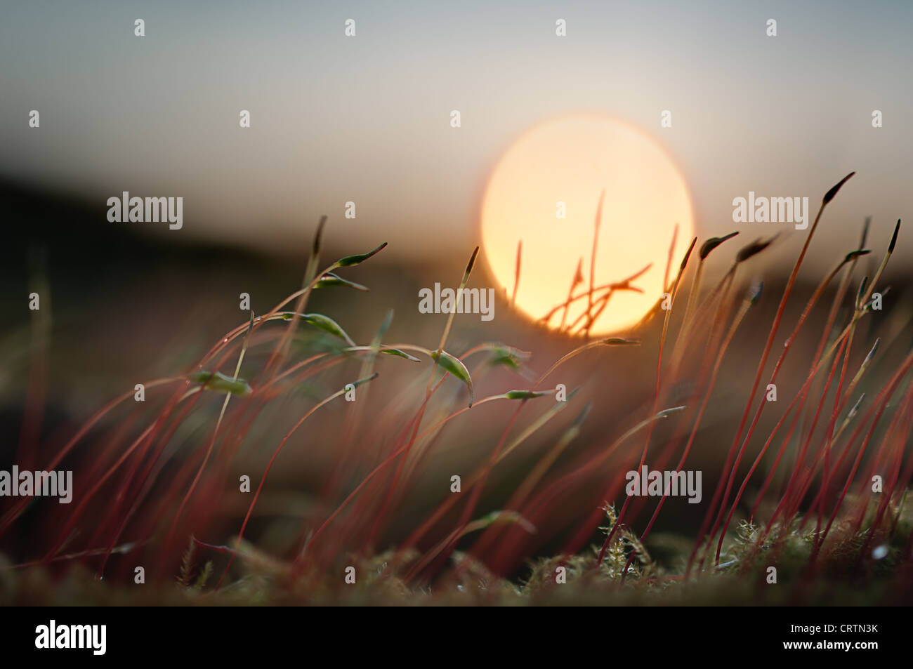 Delicate Mosses gracefully bowing before a setting sun Stock Photo - Alamy