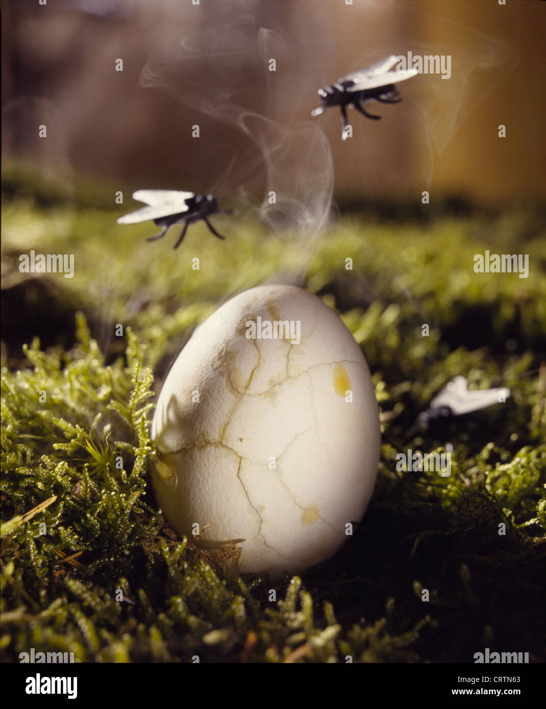 Hover fly egg hi-res stock photography and images - Alamy