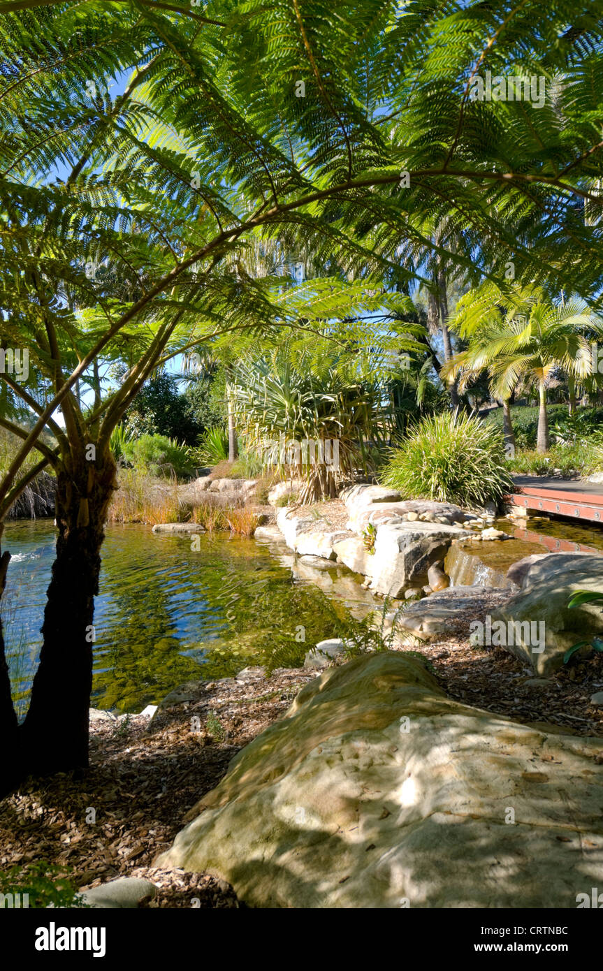 Australian ferns hi-res stock photography and images - Alamy