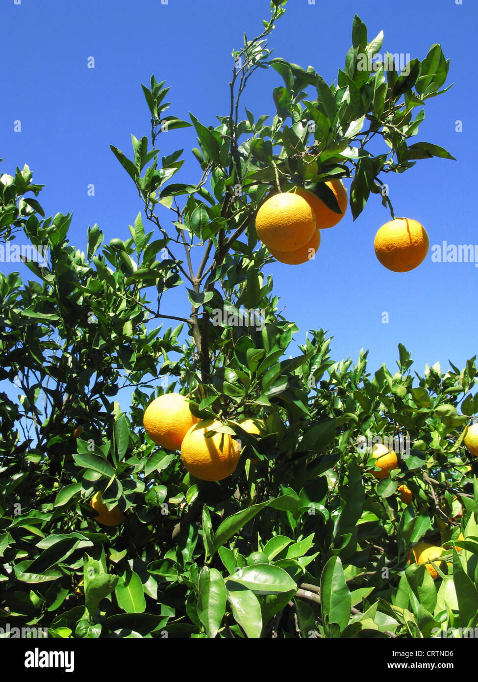 Orange Tree, Crete, Greece Stock Photo - Alamy