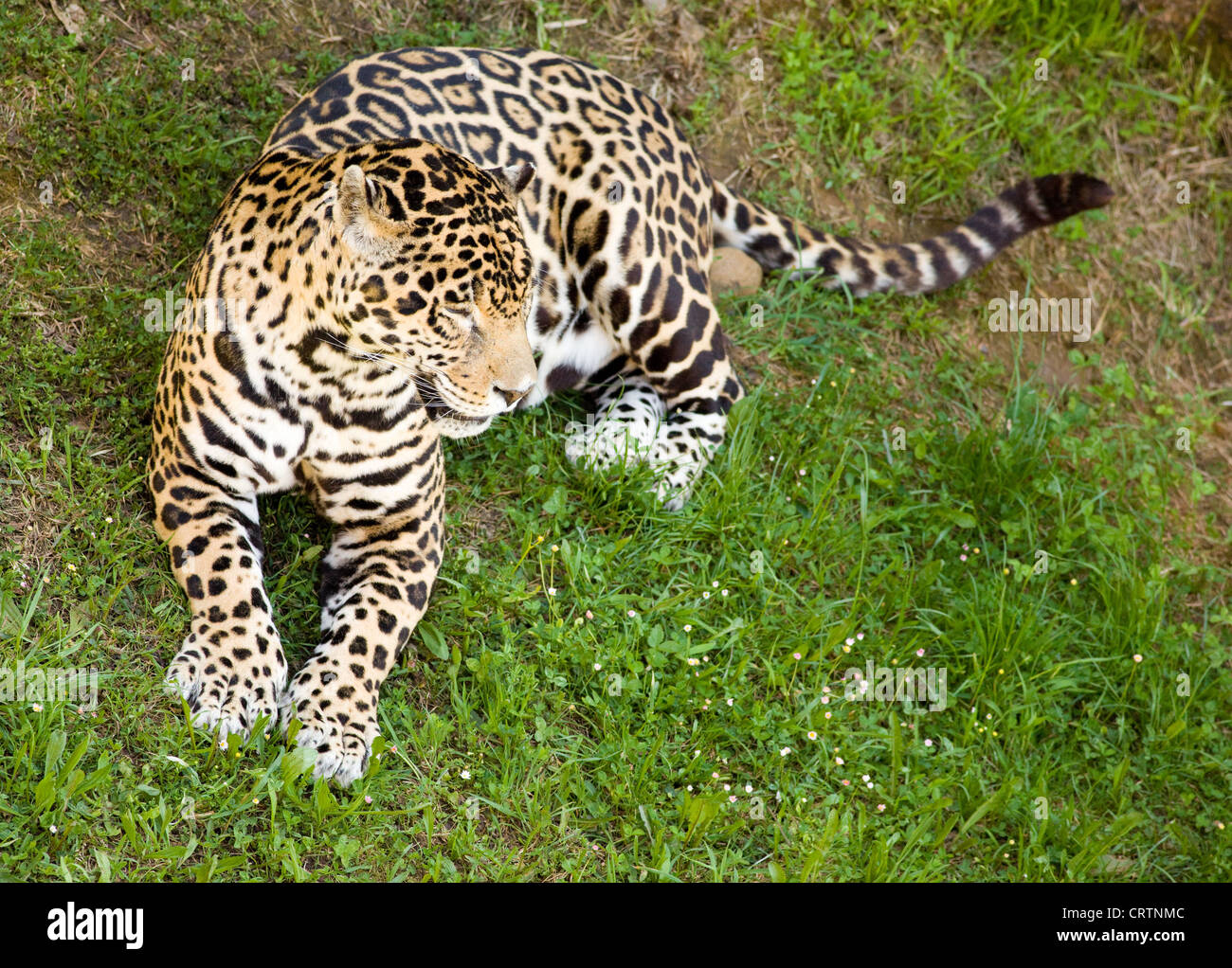 Panther walking hi-res stock photography and images - Alamy