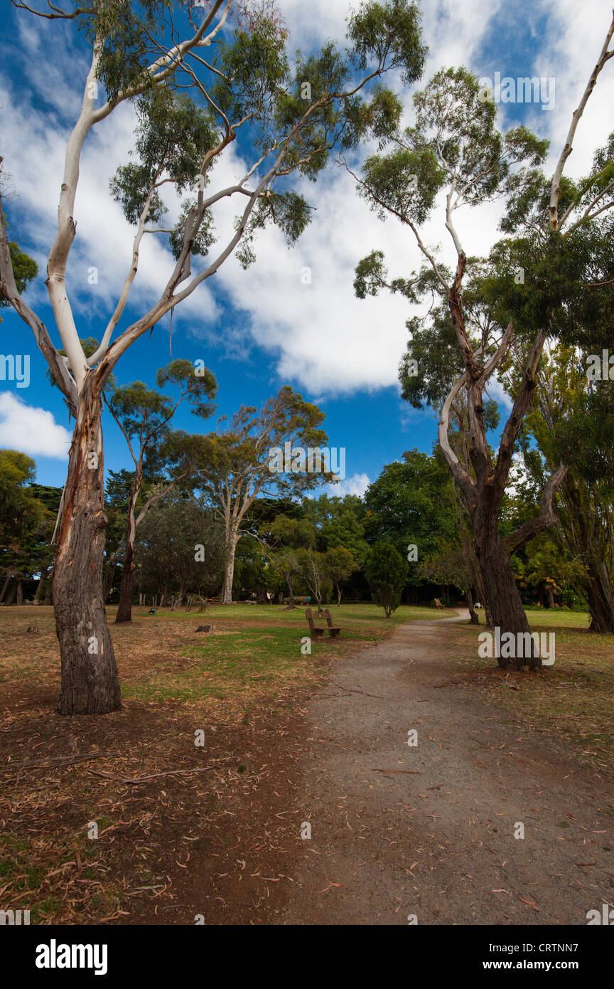 Australian native plants trees hi-res stock photography and images - Alamy