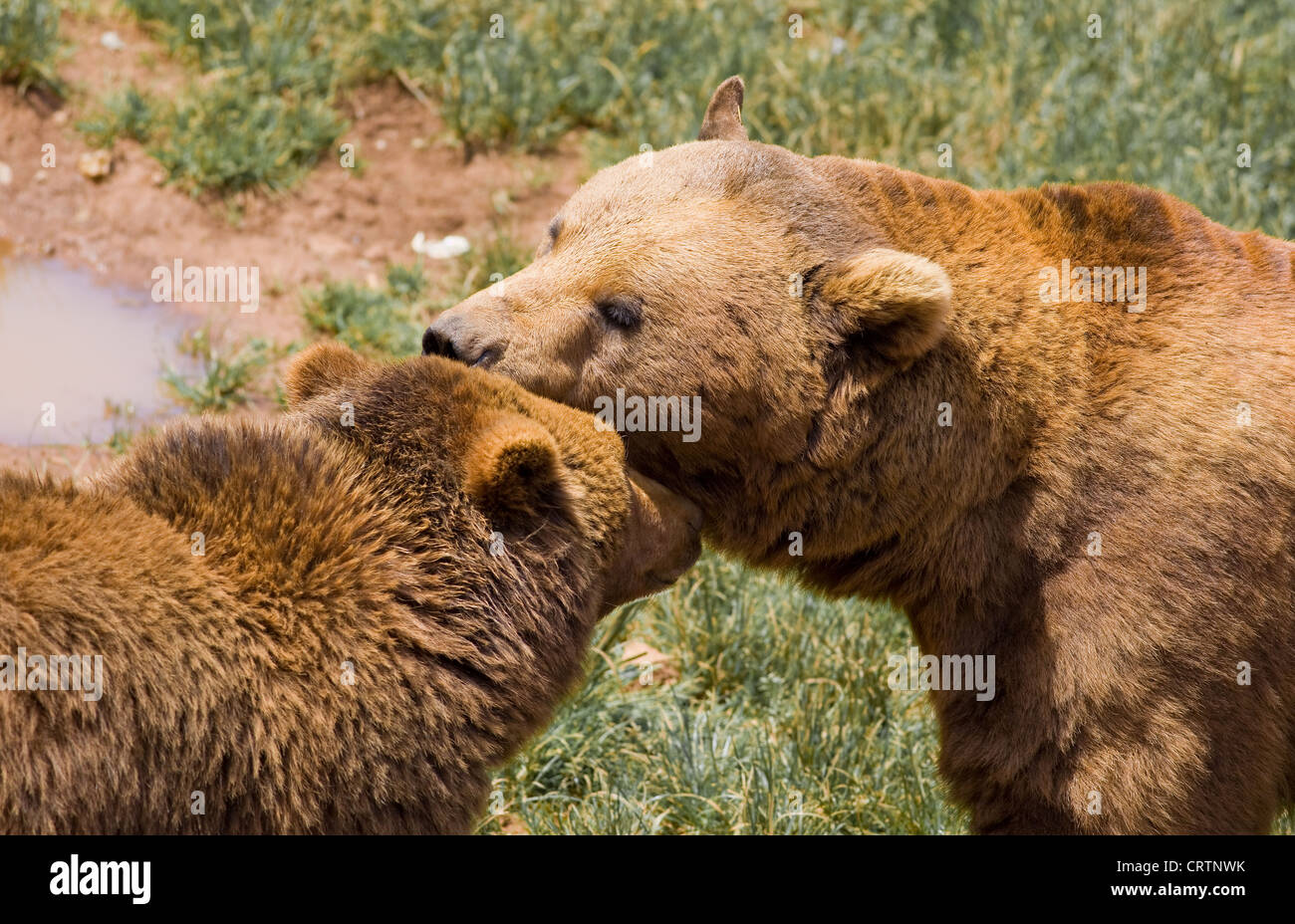 wild bears in the nature on the grass fighting Stock Photo - Alamy