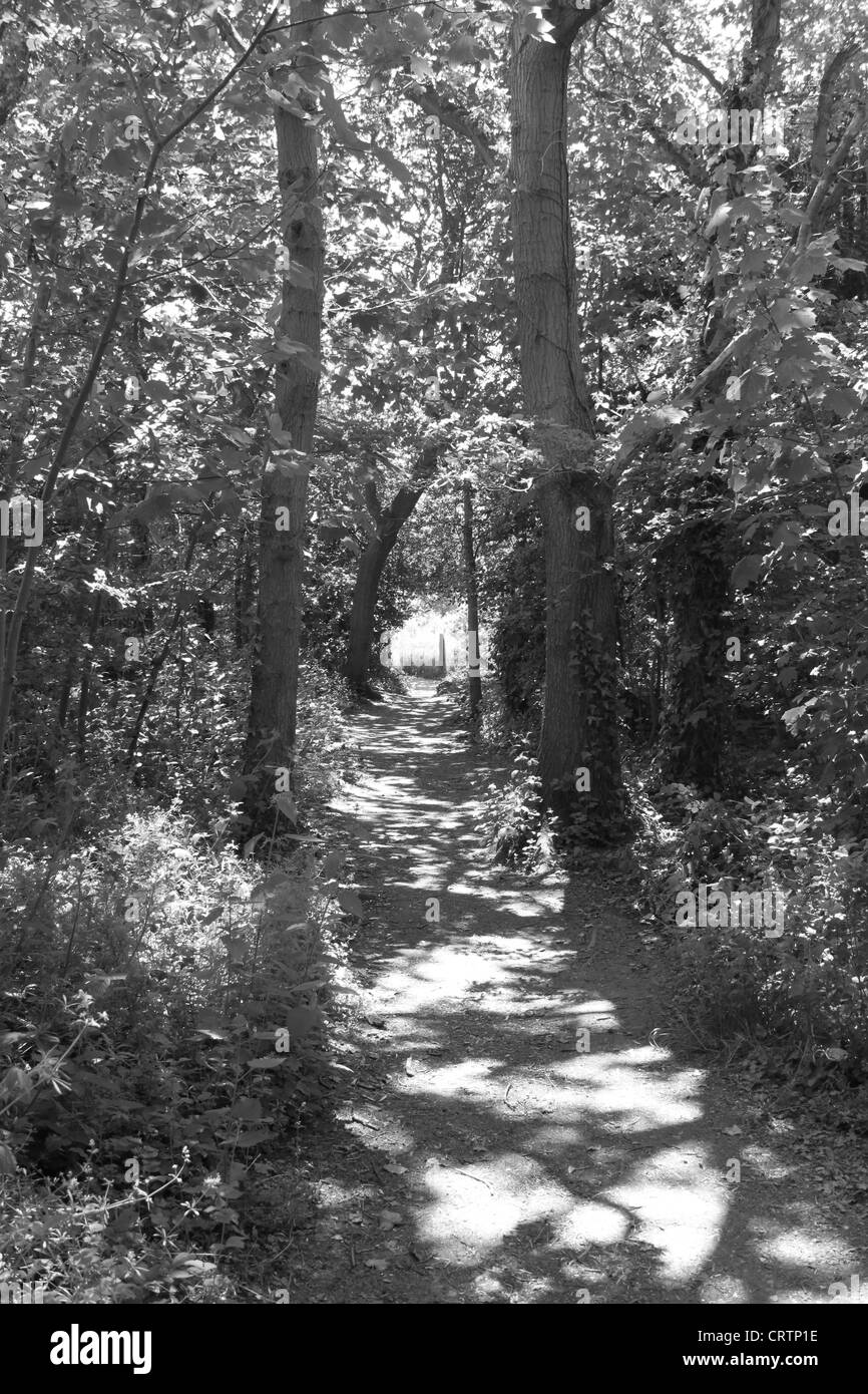 Path trees Black and White Stock Photos & Images - Alamy