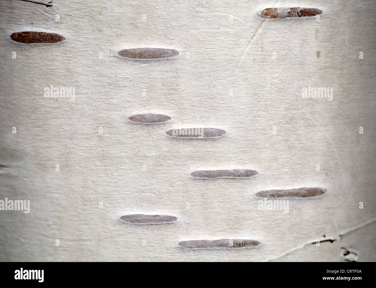 Silver birch white bark hi-res stock photography and images - Alamy