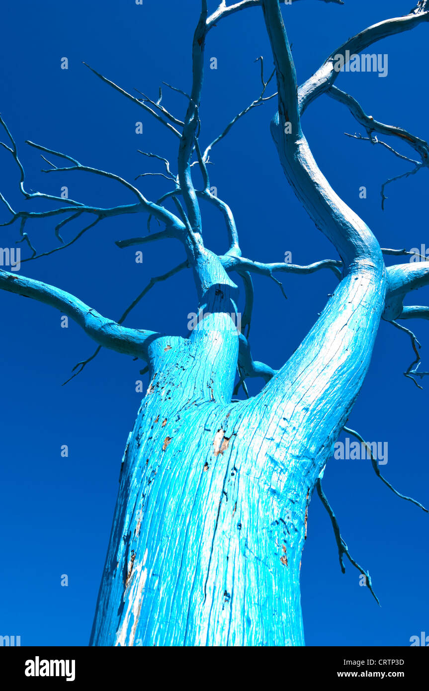 Dead Tree Painted Blue, Australian Botanic Garden, Mount Annan, near ...