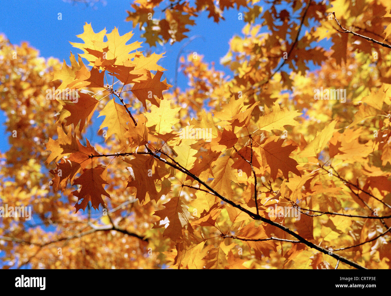 Autumn leaves of a tree in sunlight Stock Photo - Alamy