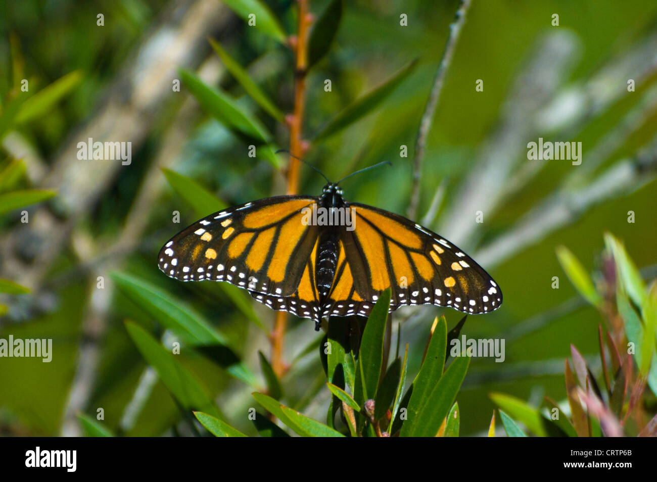 Monarch butterfly australia hi-res stock photography and images - Alamy