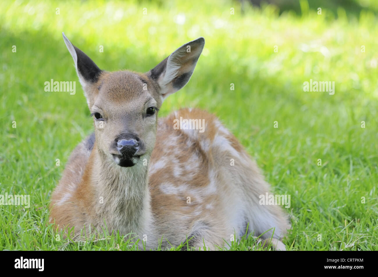 Young doe hi-res stock photography and images - Alamy