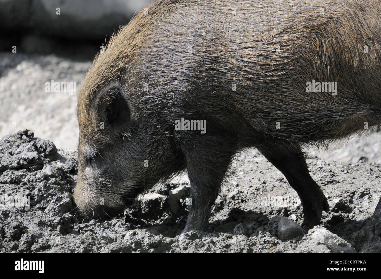 Wild monster fur High Resolution Stock Photography and Images - Alamy