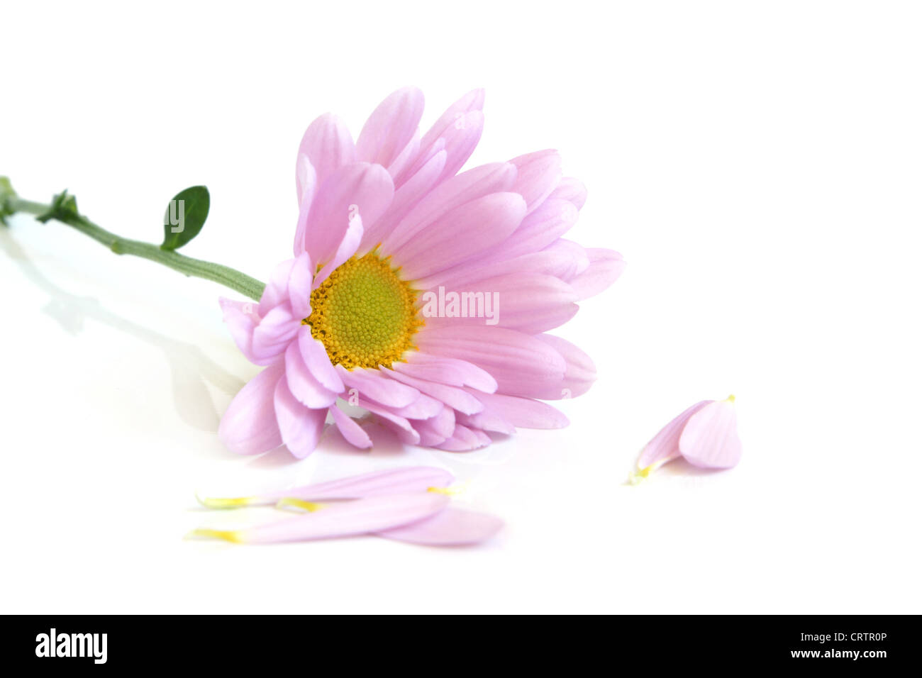 Closeup blooming gerbera Cut Out Stock Images & Pictures - Alamy