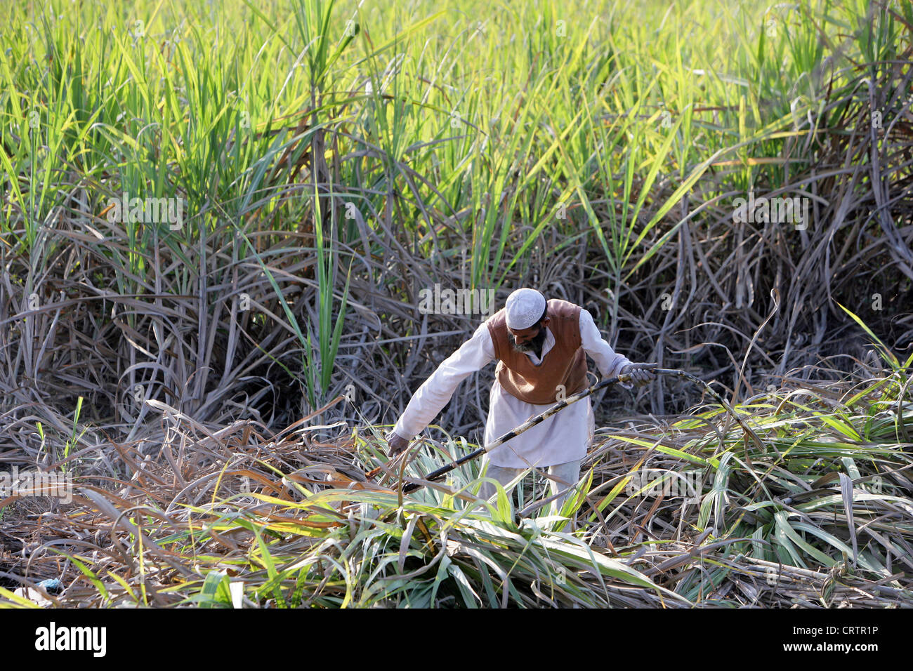 Man cutting sugar cane hi-res stock photography and images - Alamy