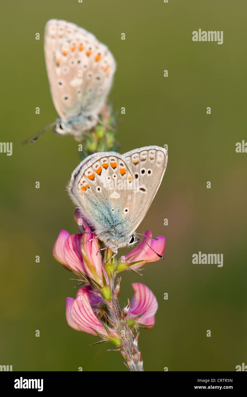 Lycaenidae hi-res stock photography and images - Alamy